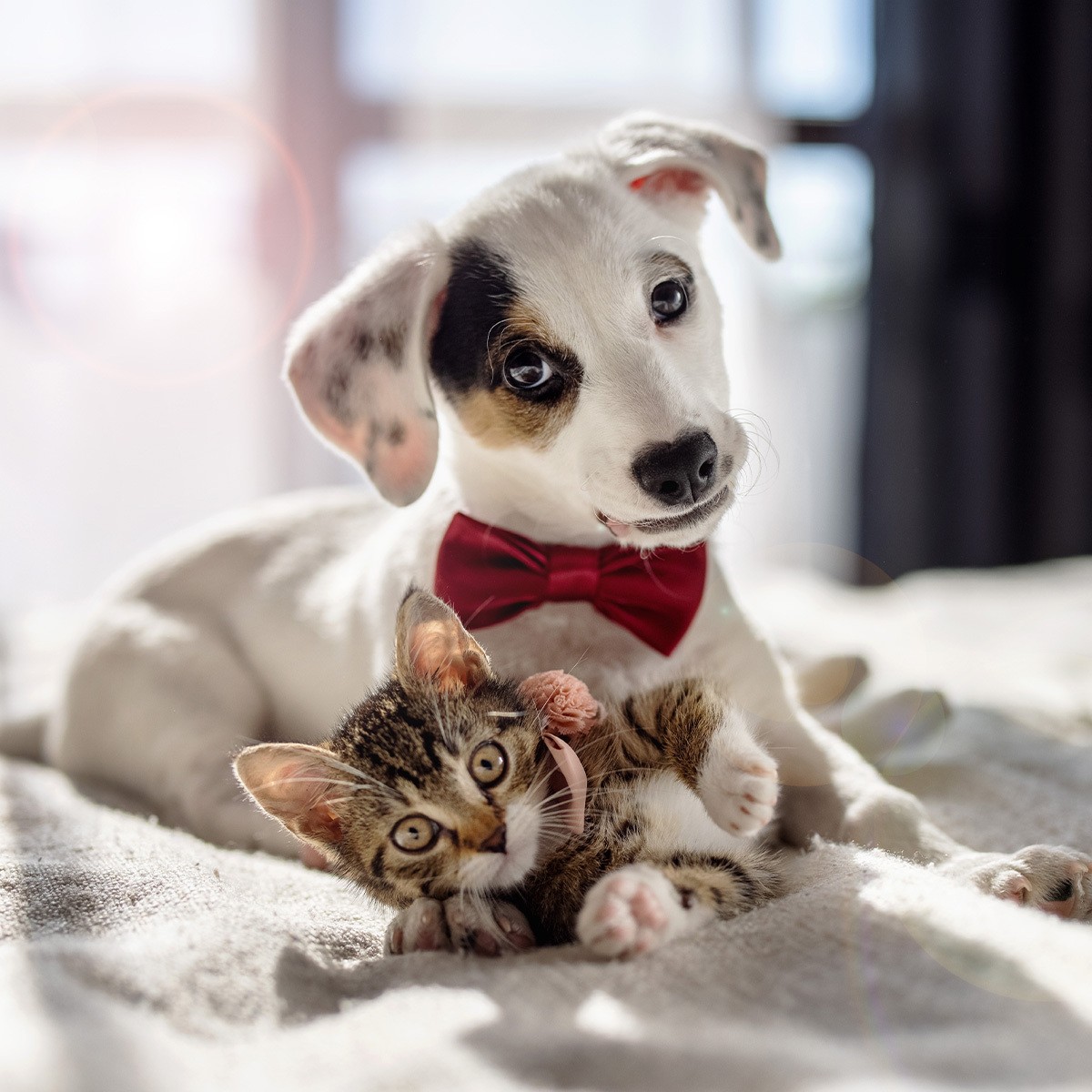 Spay and Neuter | Care Animal Hospital | Brandon, FL